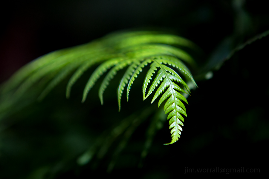 bush | Photography by Jim Worrall